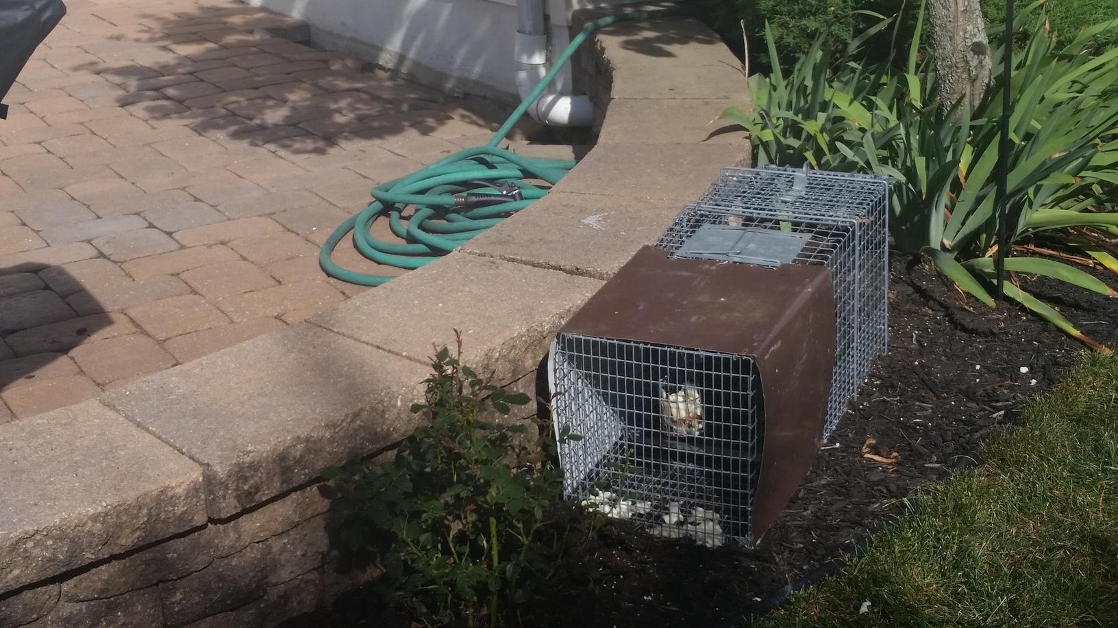 Wildlife Removal - Groundhog & wildlife control in Lanoka Harbor, NJ ...