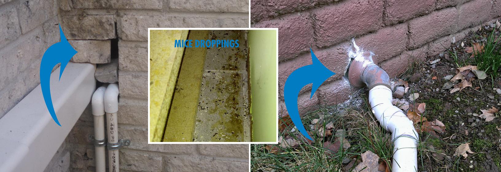 Pests We Treat - Multiple rodent entry points in Keansburg commercial ...