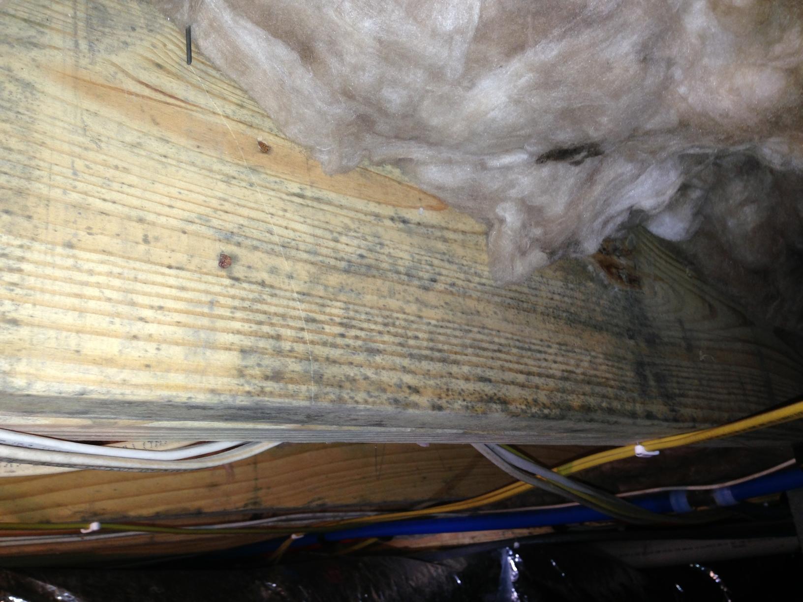 Crawl Space Repair - CleanSpace in Mt. Juliet, TN! - Mold Growth