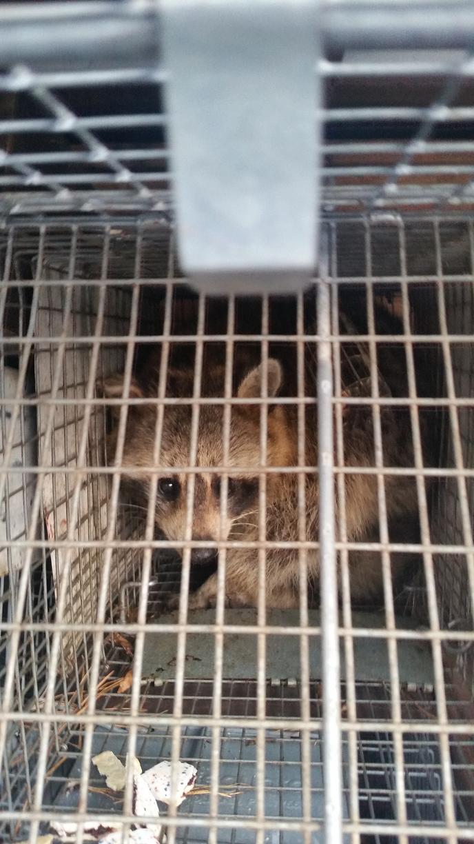 Wildlife Removal - Raccoons chew their way into South River, NJ home ...