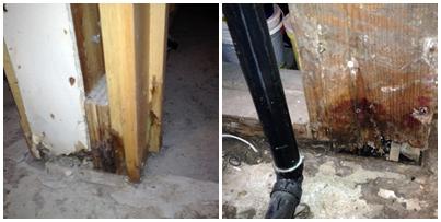 Ridgeback Basement Systems - Mold, Rot and Decay