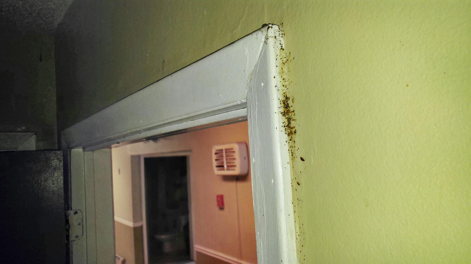 Pests We Treat - Horrible Bed Bug Infestation in Monroe Township, NJ ...