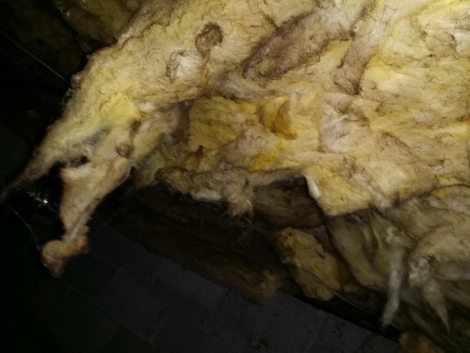 Mold Problems - Crawl Space Clean Up in Clarksville - Dirty Insulation