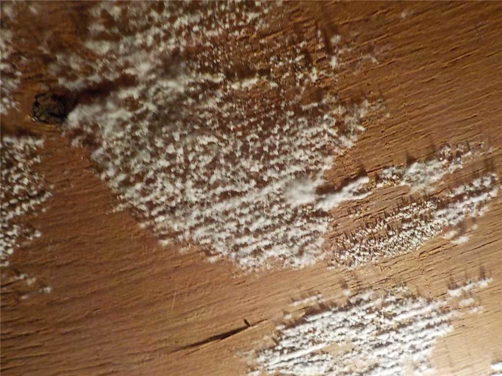 Basement Waterproofing - A Closer Look at Mold in a Rose City Basement ...