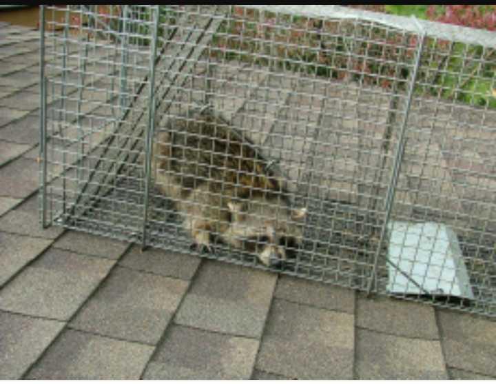 Wildlife Removal - Raccoons removal in Long Branch, NJ home - Trapped ...