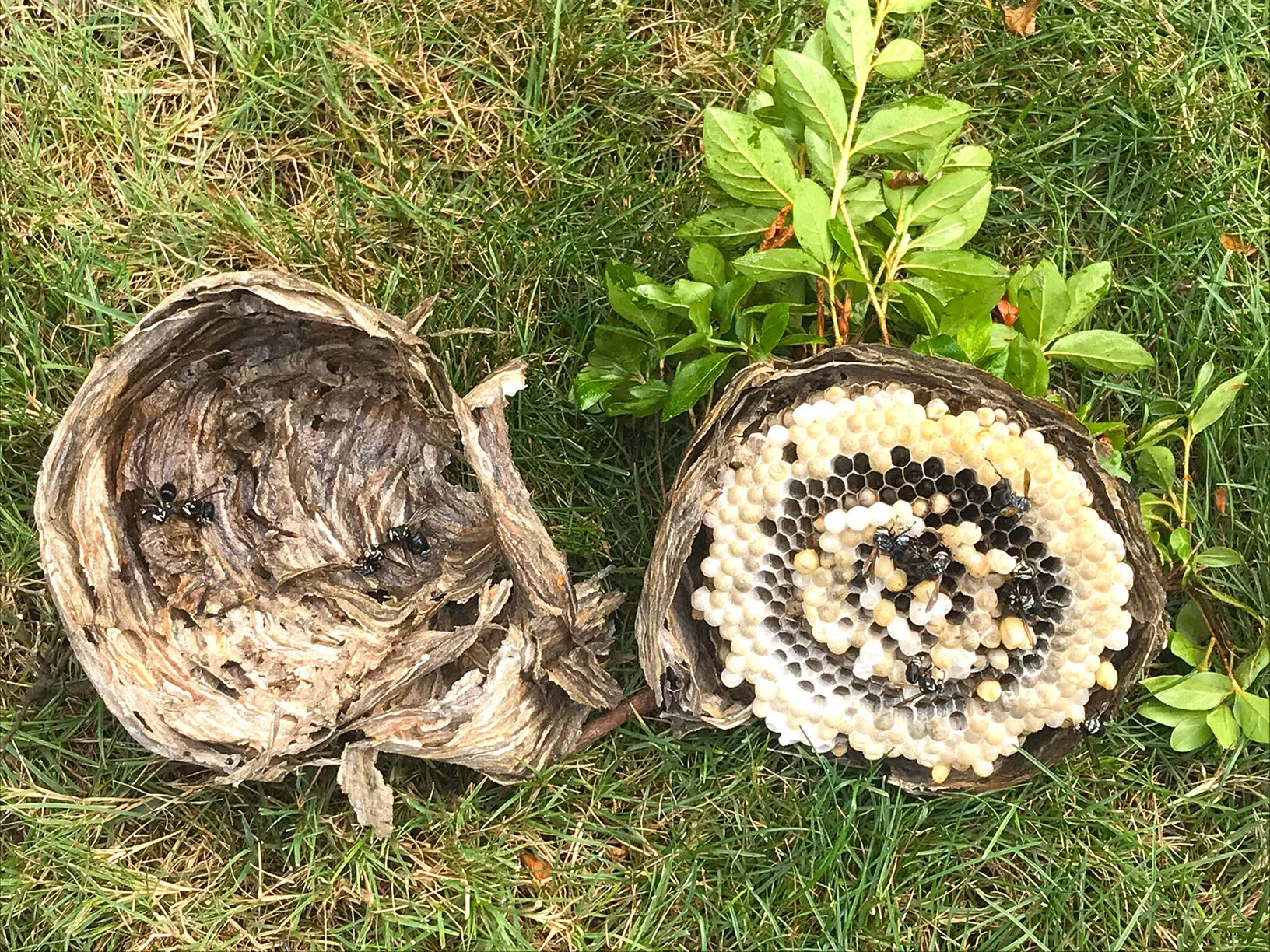 Pests We Treat - Bald-Faced Hornet Nest Removal in Freehold, NJ - Nest ...