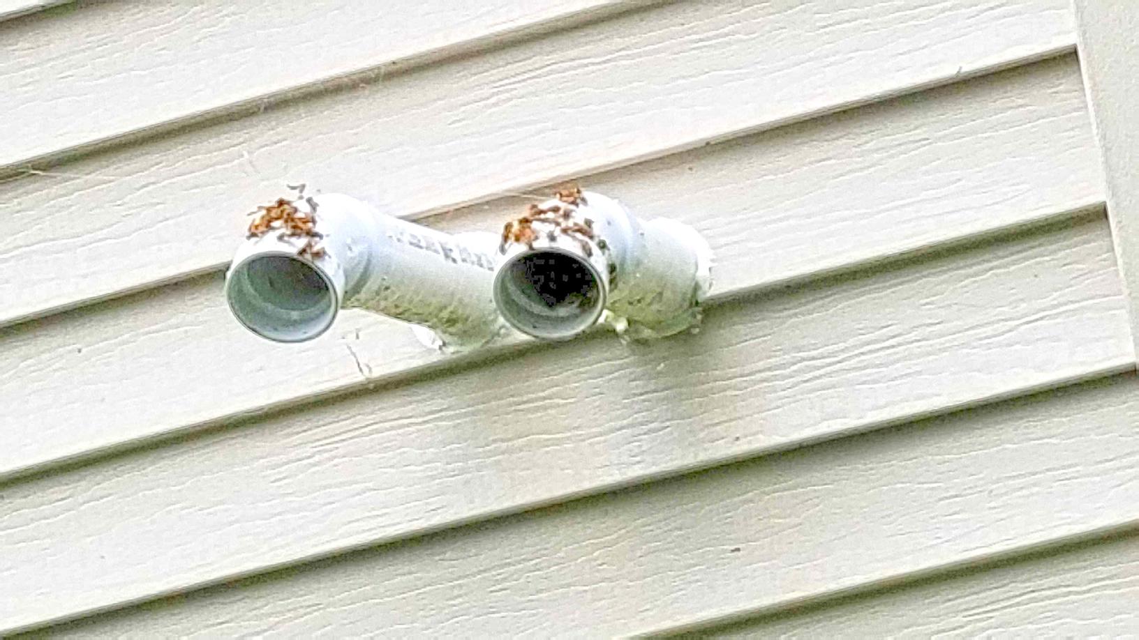 Pests We Treat - Wasps Nest Inside Pipe in Freehold, NJ - Safe ...