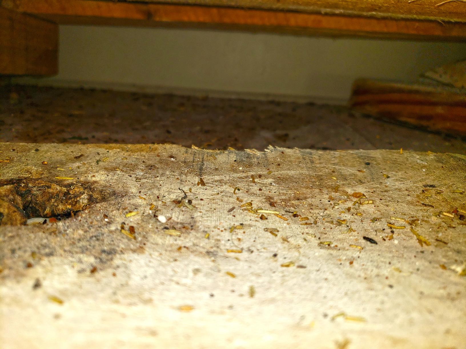 Pests We Treat - Here's How to Prevent Rodents From Infesting Your ...
