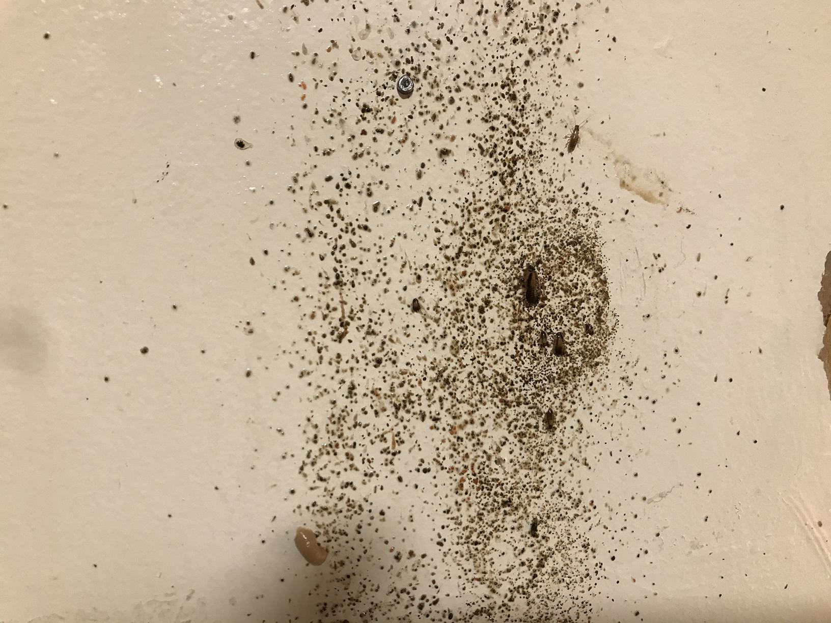Tenant Screams Cockroaches in Long Branch, NJ - Fecal Stains on the Wall