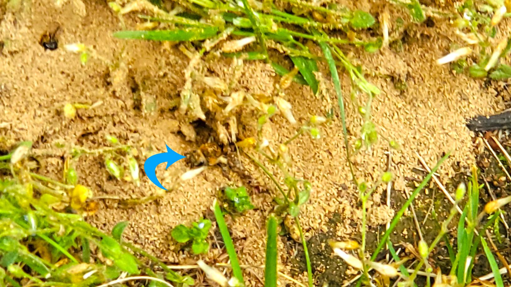 Pests We Treat - Digger Bees Turn Yard into Minefield in Middletown, NJ ...