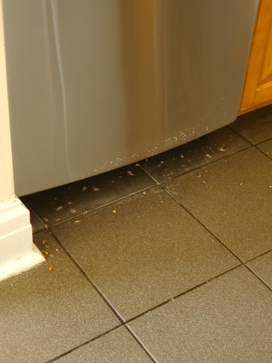 Pests We Treat - Brown-Banded Cockroaches Infest Kitchen in New ...
