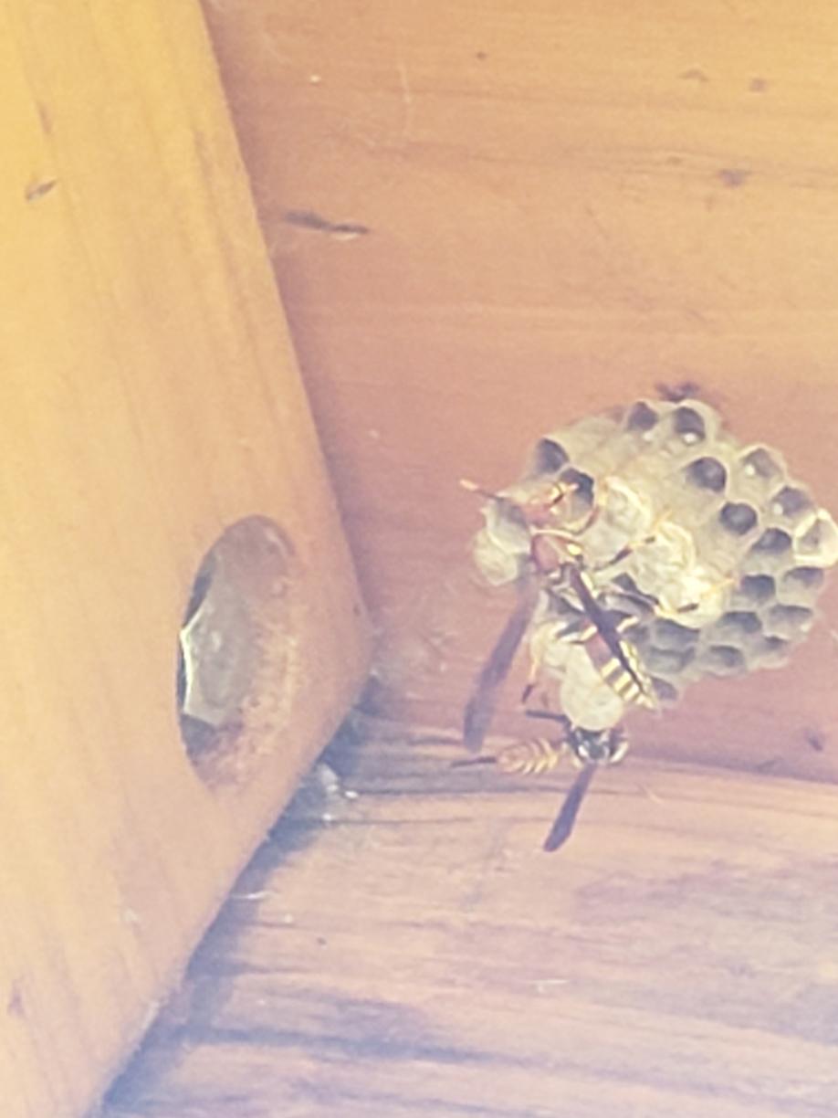 Pests We Treat - Multiple Paper Wasp Nests in Farmingdale, NJ - Nests ...