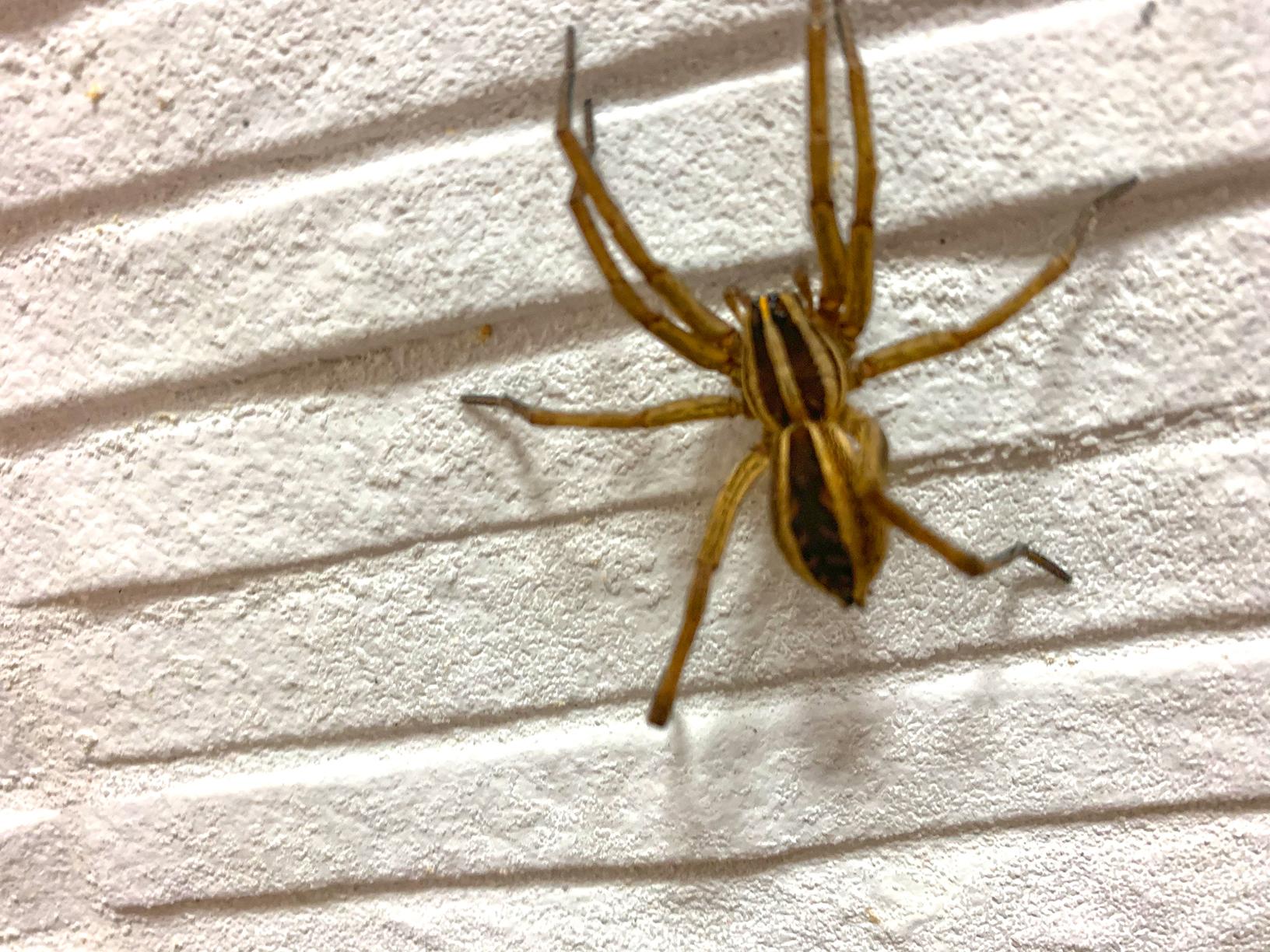 Pests We Treat - Face-to-Face with a Dotted Wolf Spider in Brick, NJ ...