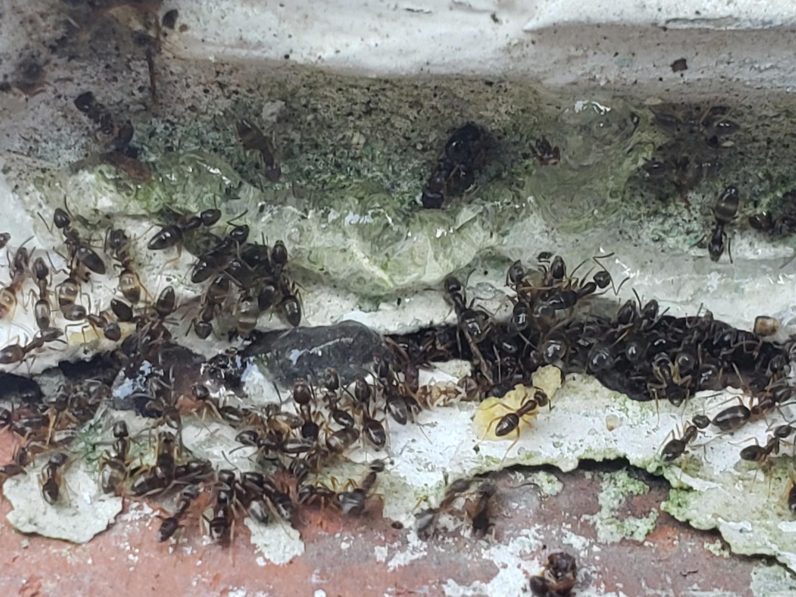 Pests We Treat - Odorous House Ants Nesting in the Walls in Spring Lake ...