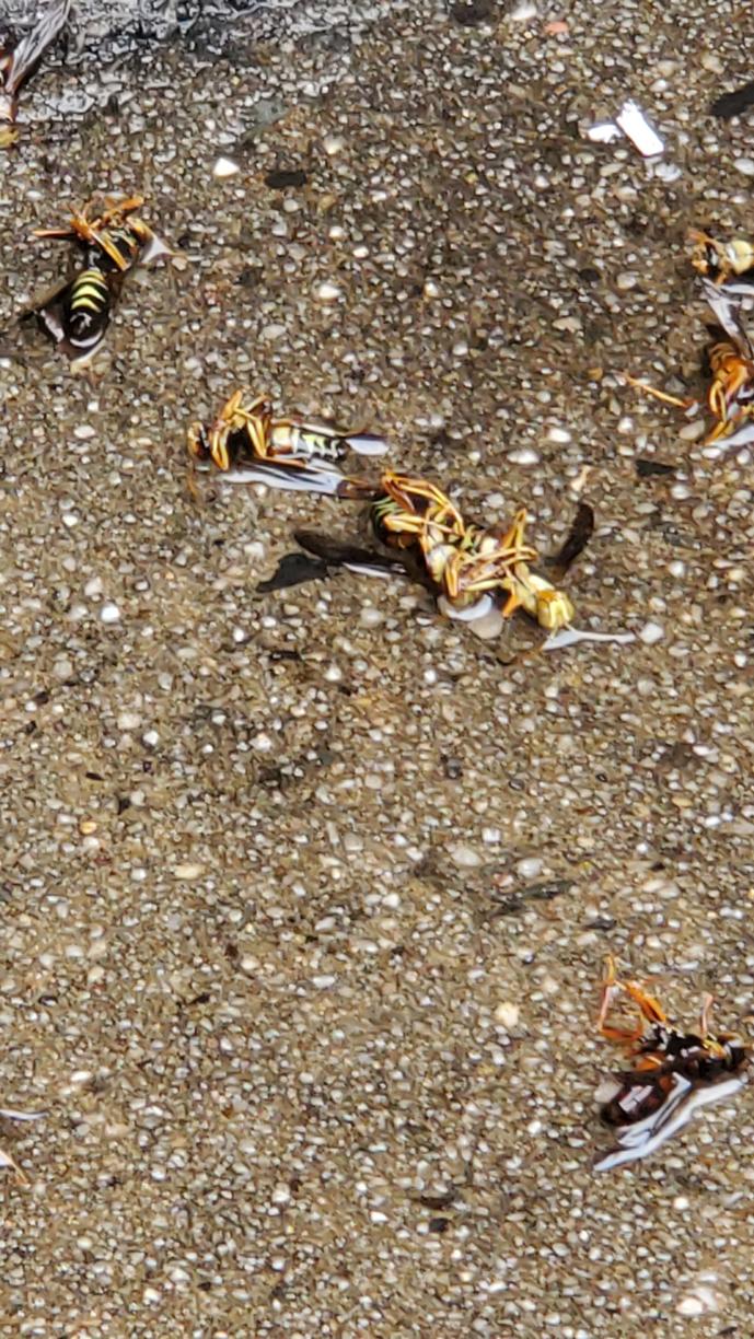 Pests We Treat - Cracks in Soffit Full of Paper Wasps in Belford, NJ ...