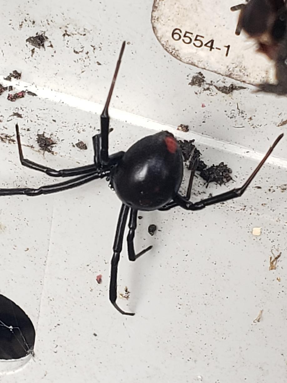 Pests We Treat - Spider Surprise in North Brunswick, NJ - The Red Hourglass
