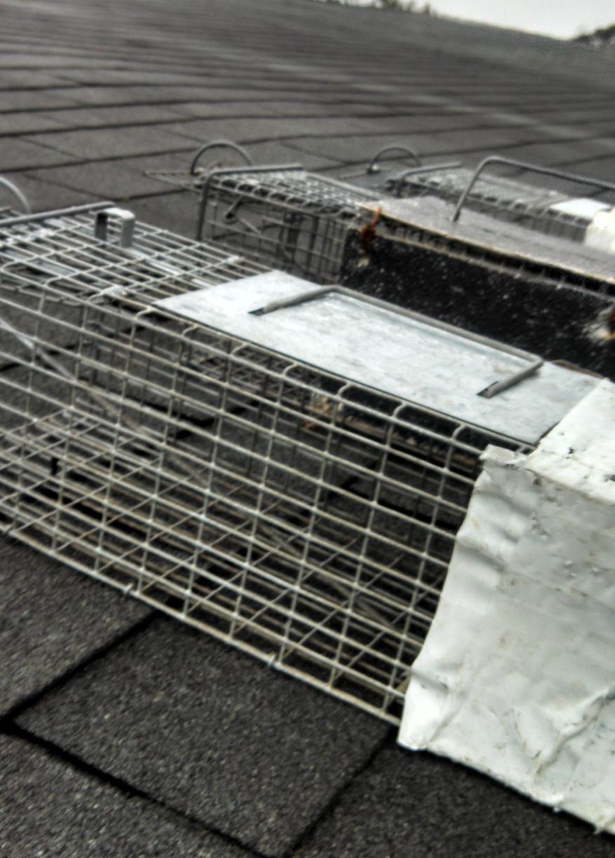 Wildlife Removal - Squirrel traps needed in Manalapan, NJ - Squirrel ...