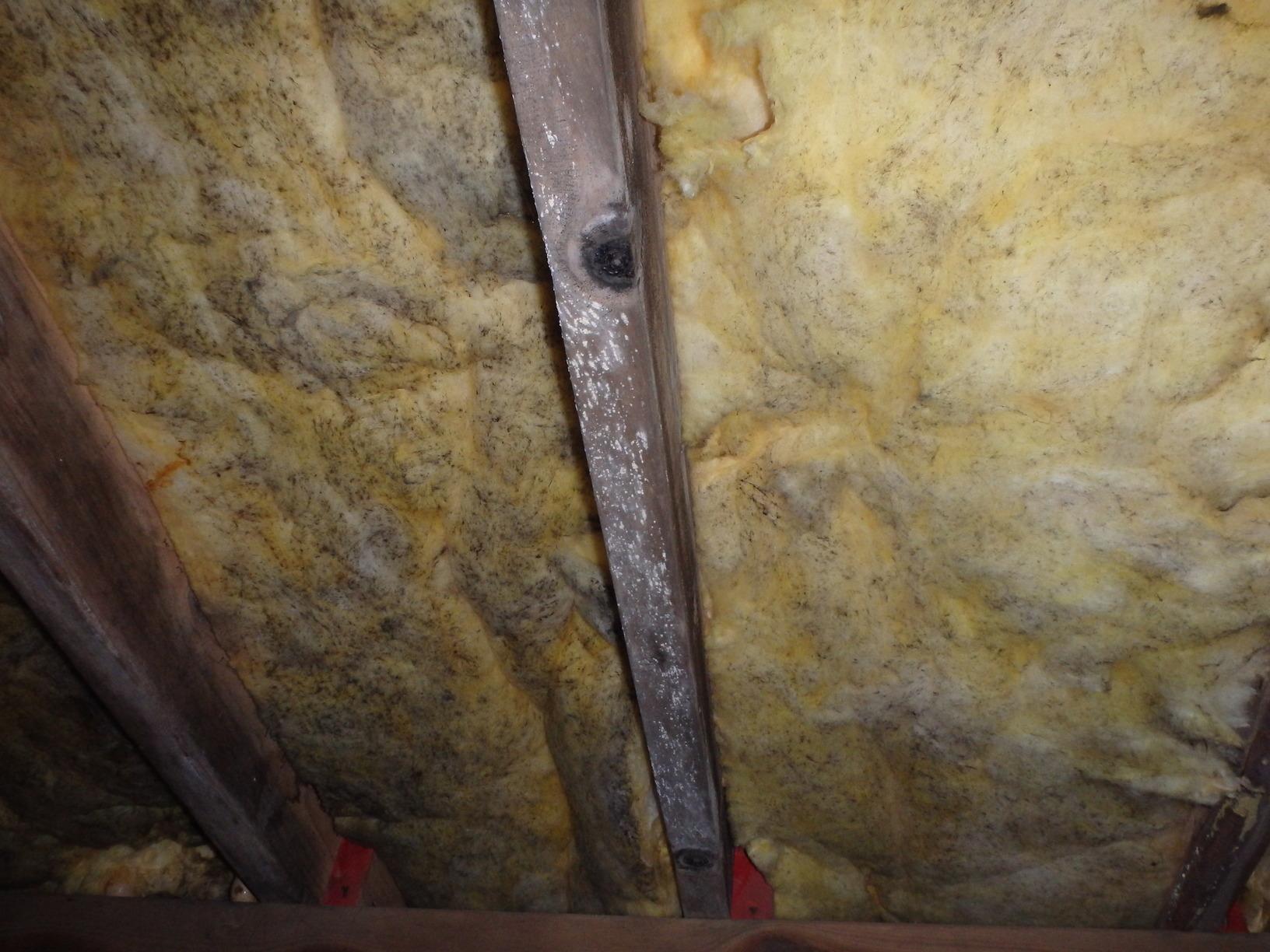 Home Insulation Services - Encapsulating a Crawl Space in Stevensville ...