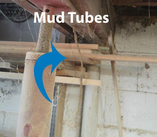 Termites In False Ceiling | Shelly Lighting